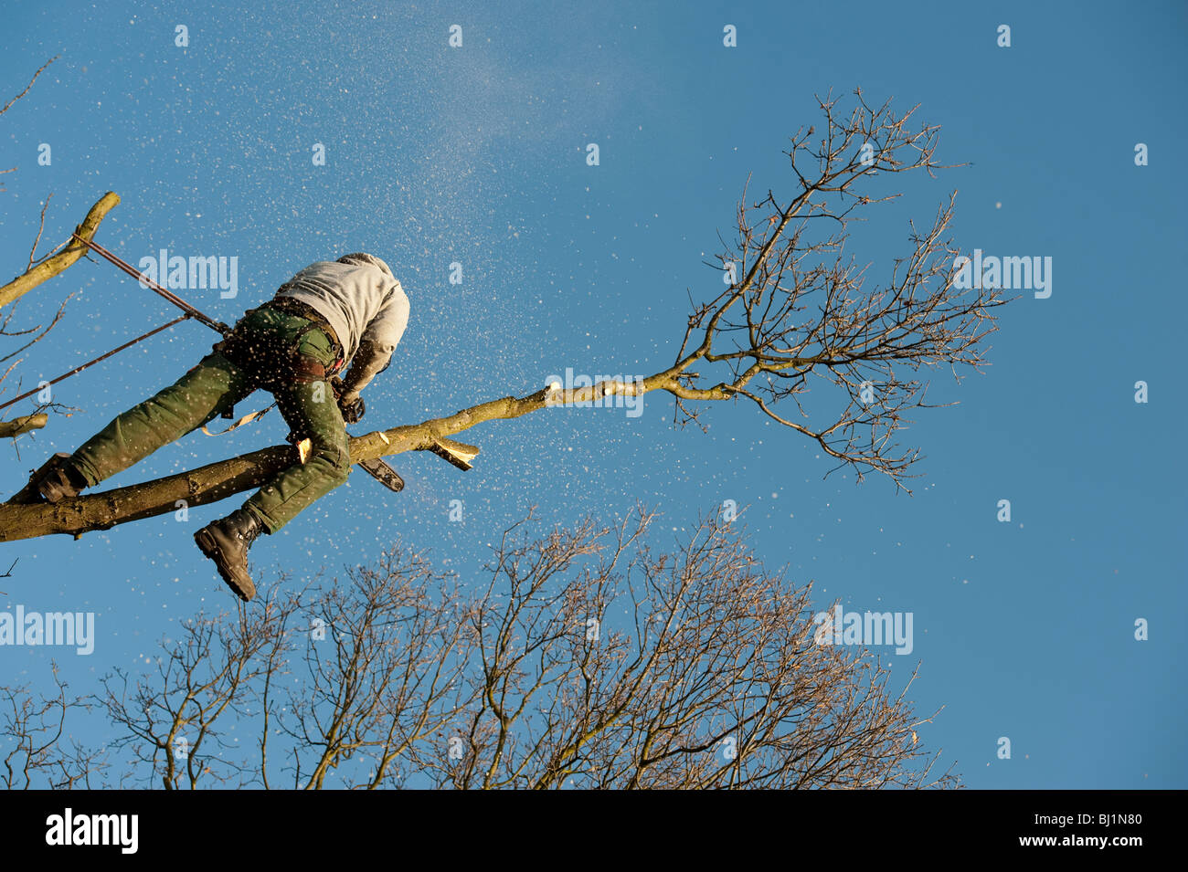Dead oak tree new growth hi-res stock photography and images - Alamy