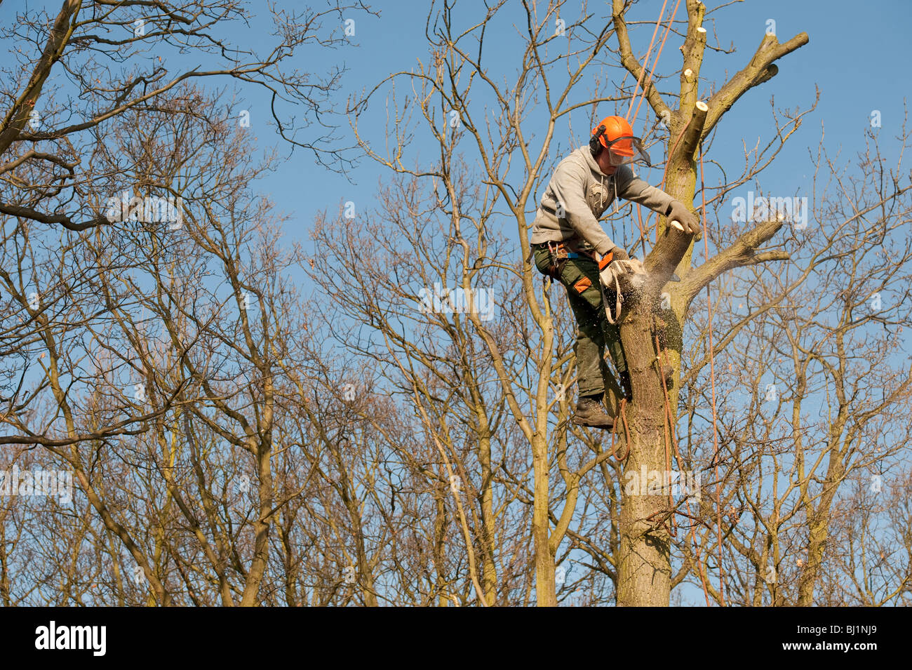 Dead branch removal hi-res stock photography and images - Alamy