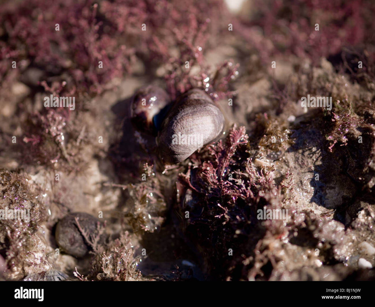 Periwinkle Snail High Resolution Stock Photography and Images - Alamy