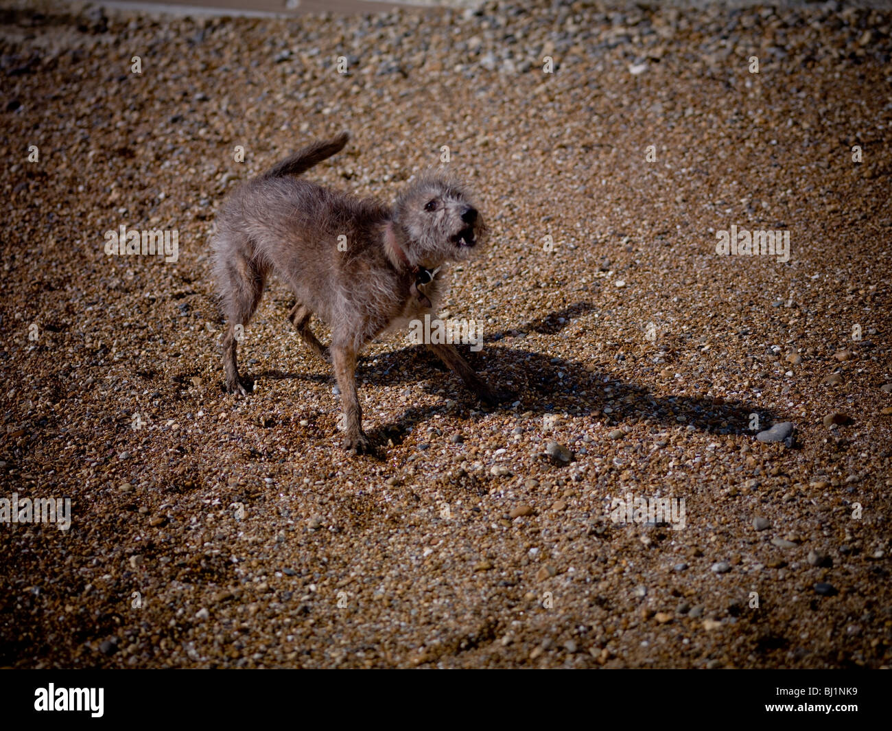Aggressive dog barking Stock Photo - Alamy