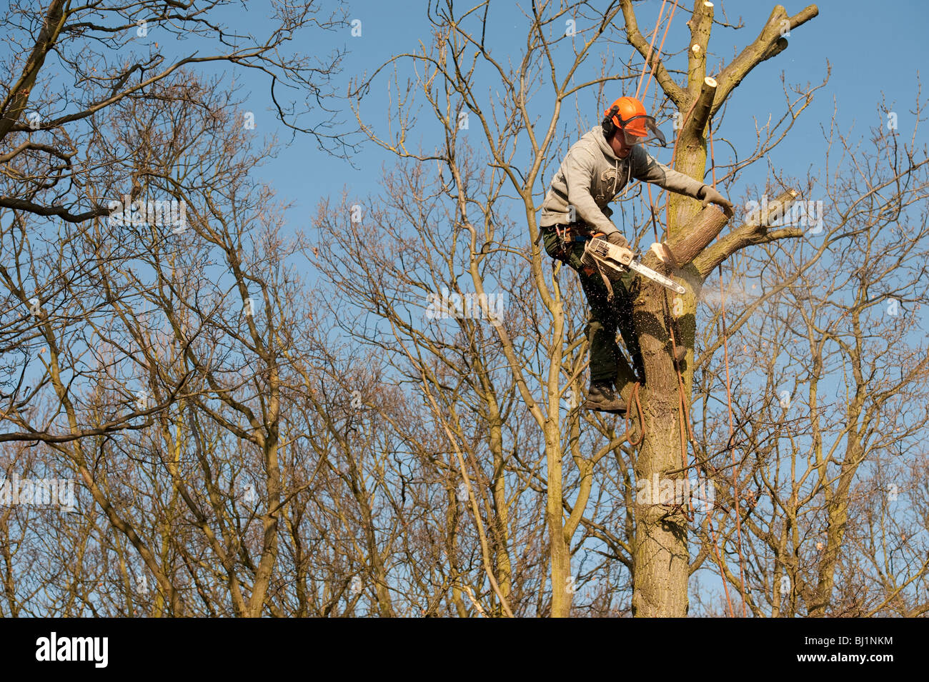 Dead oak tree new growth hi-res stock photography and images - Alamy