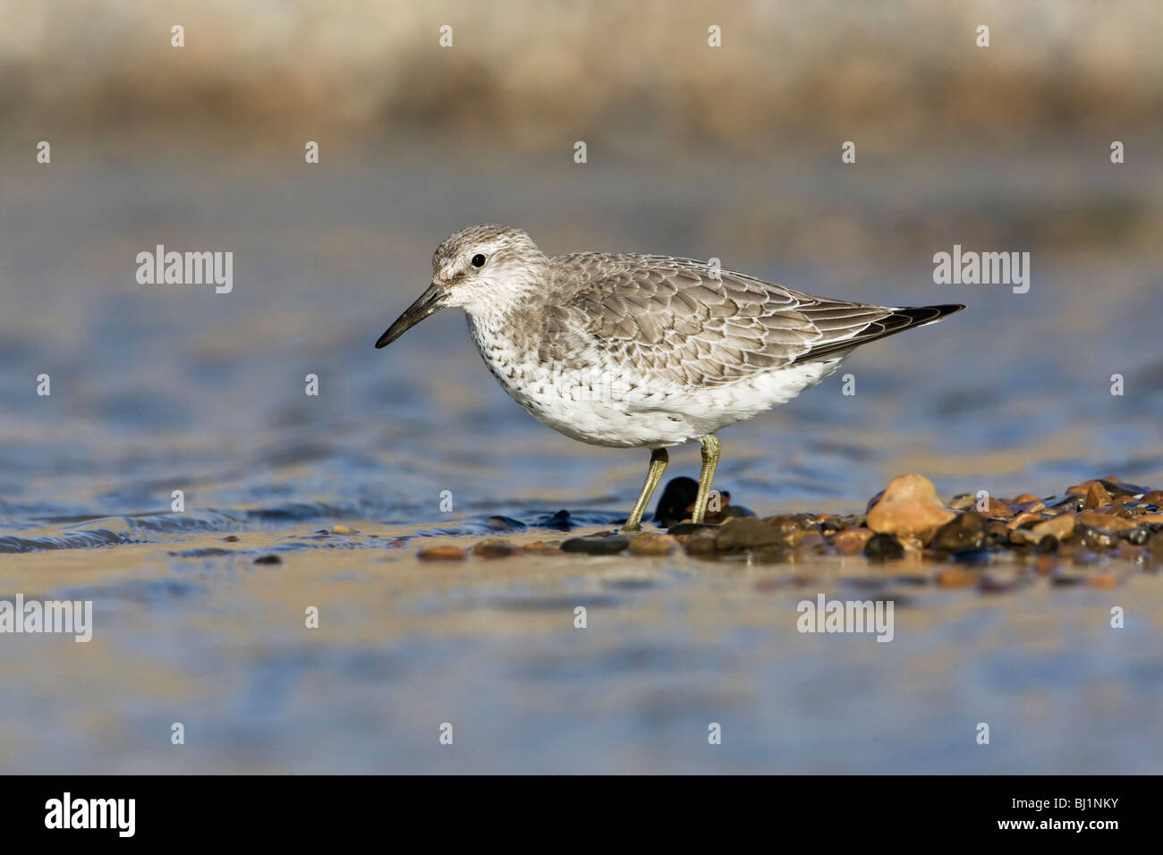 a winter plumage Knot/ Red Knot in a coastal pool Stock Photo - Alamy