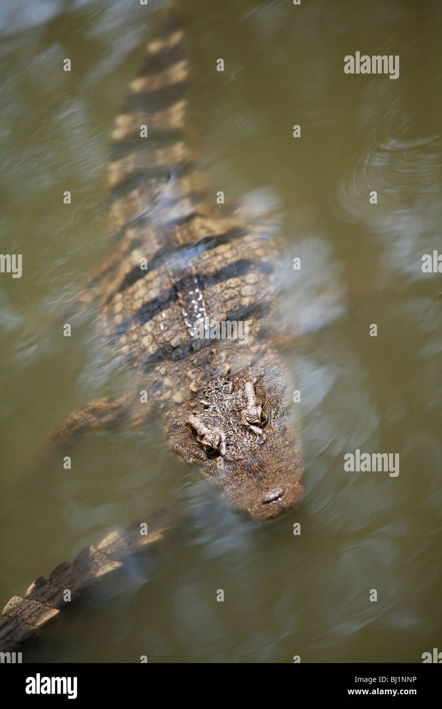 The Siamese crocodile (Crocodylus siamensis Stock Photo - Alamy