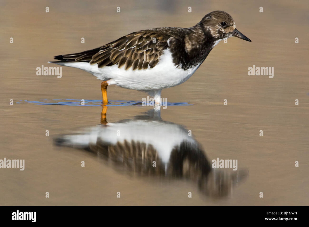 A winter plumage adult Turnstone wading through a small pool Stock ...