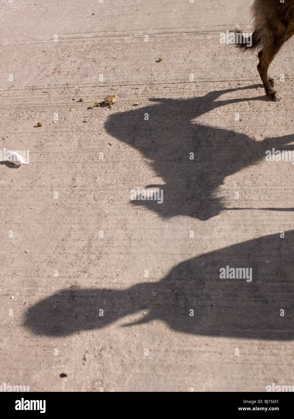 Shadow tail hi-res stock photography and images - Alamy