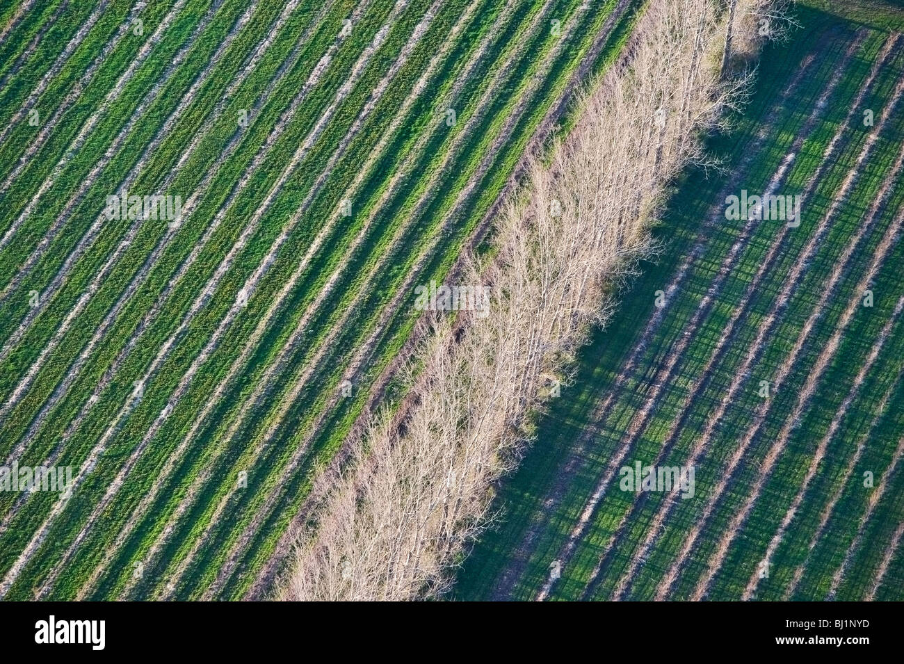 Birds eye view of farm field wind row near Ludington, Michigan, USA ...