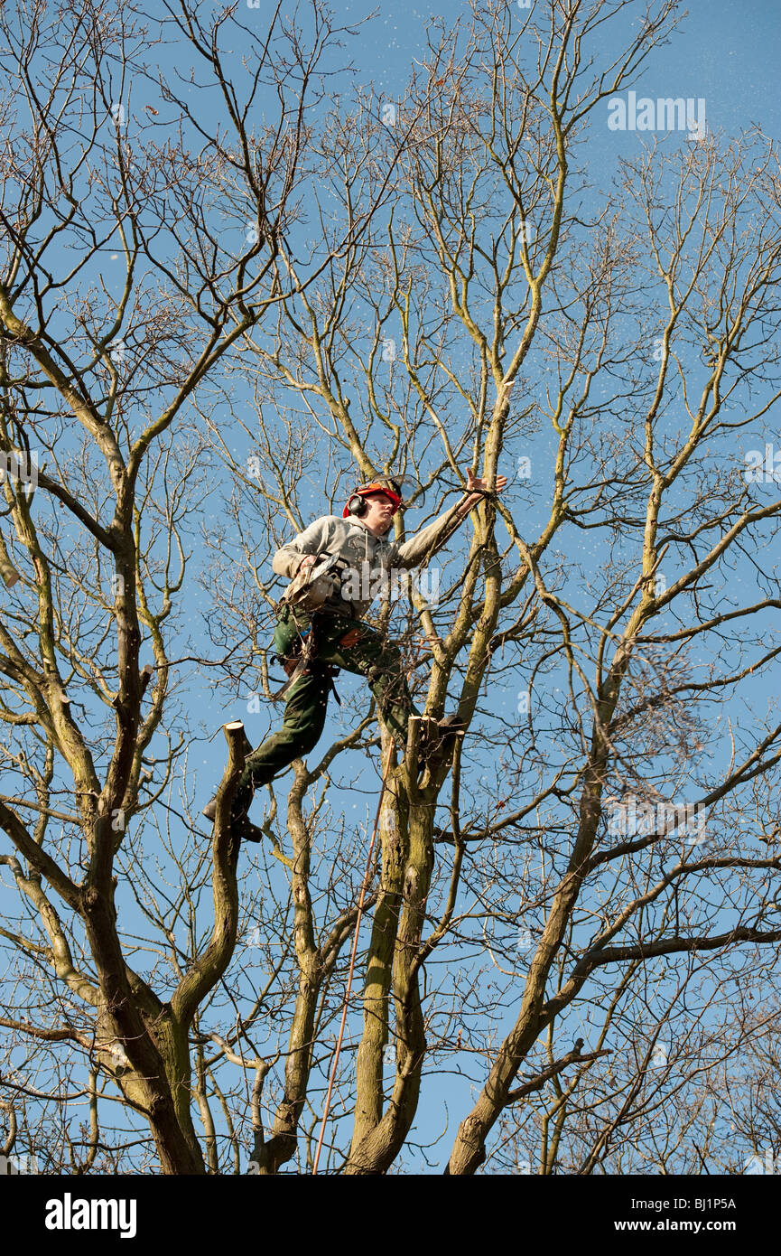 Dead branch removal hi-res stock photography and images - Alamy