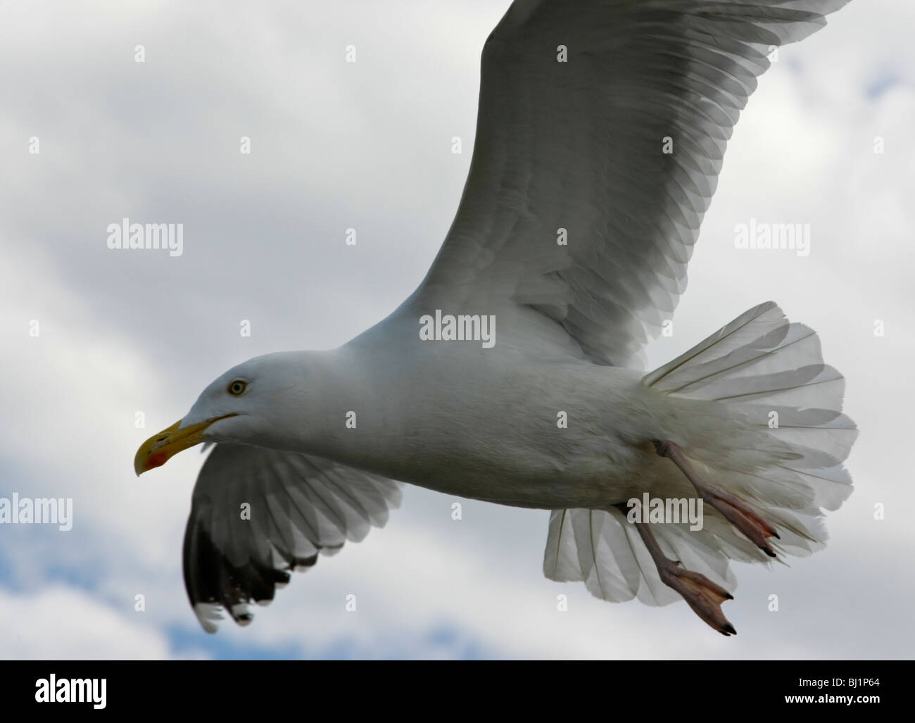 close up of a seagull in flight with a cloudy background Stock Photo ...