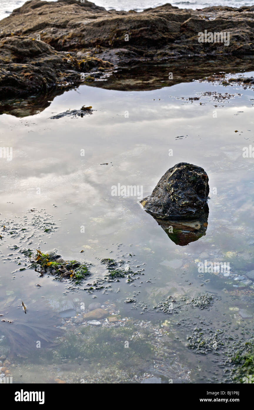 Rock pool with seaweed Stock Photo - Alamy
