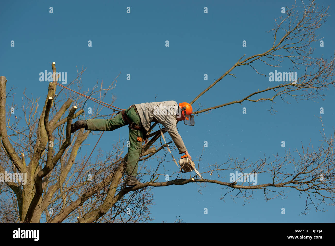 Dead oak tree new growth hi-res stock photography and images - Alamy