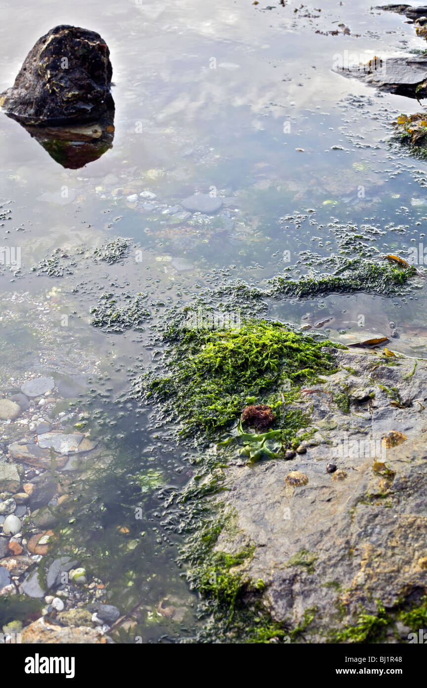 Rock pool with seaweed Stock Photo - Alamy
