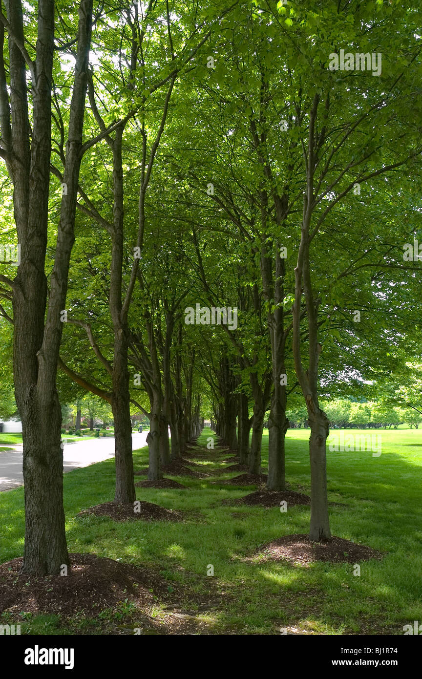 Row of trees. Columbus, Indiana Stock Photo - Alamy