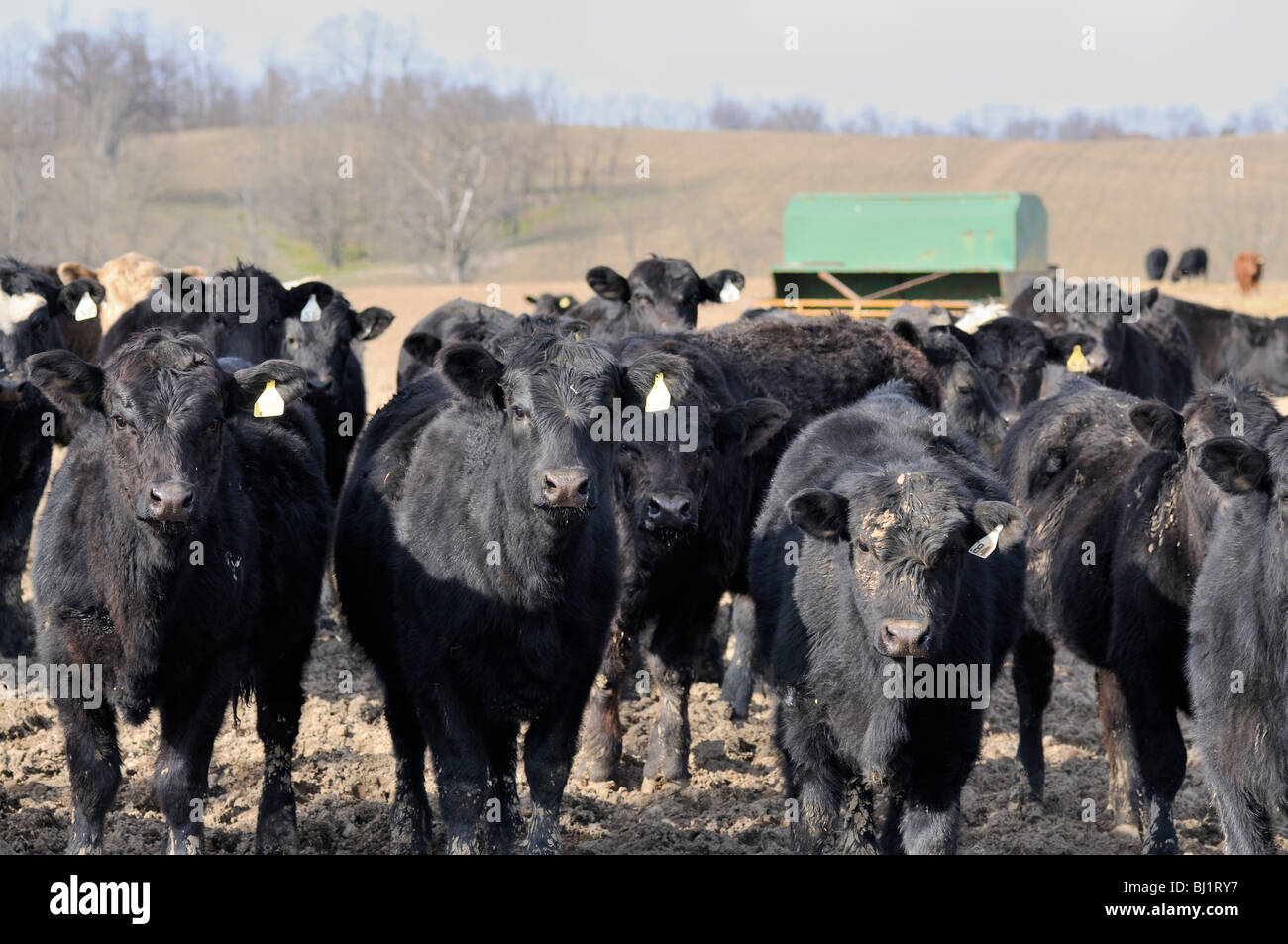 Steers field hi-res stock photography and images - Alamy