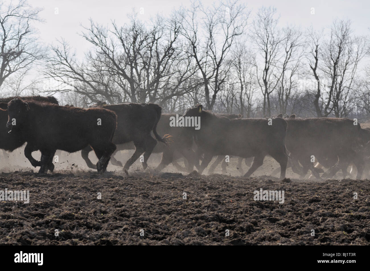 Steers field hi-res stock photography and images - Alamy
