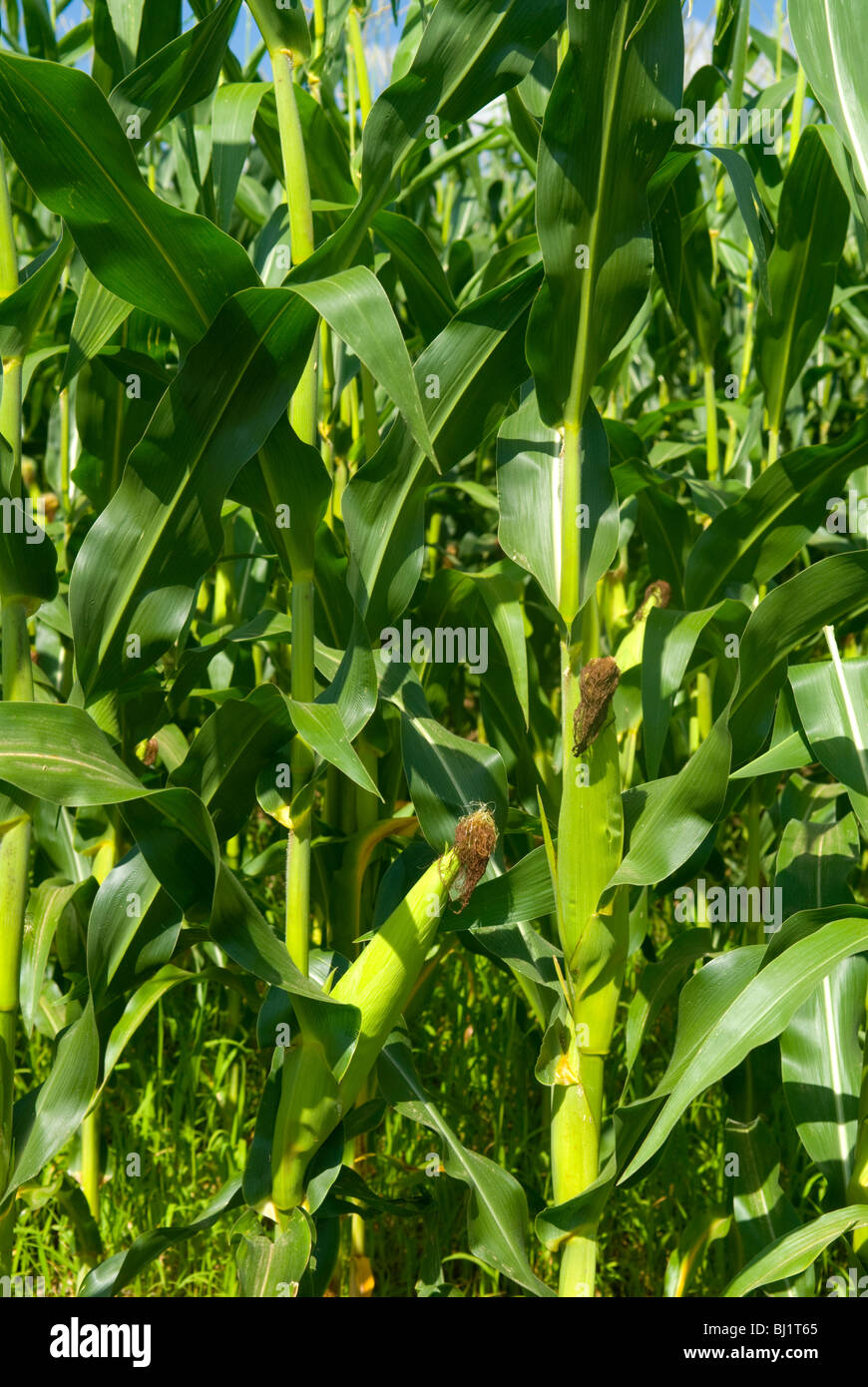 Cornsilk hi-res stock photography and images - Alamy