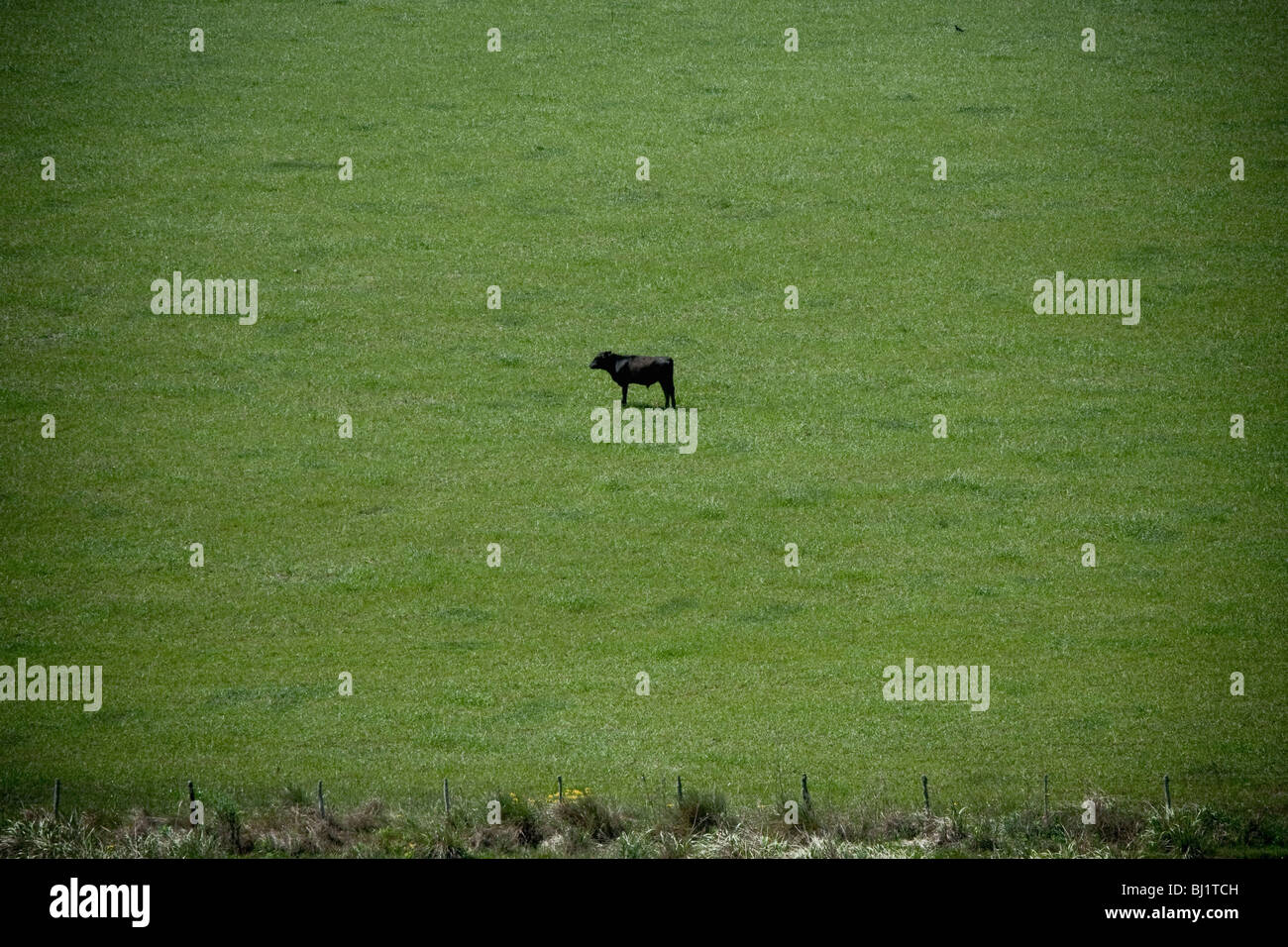 lonely bull on big grassland area Stock Photo - Alamy