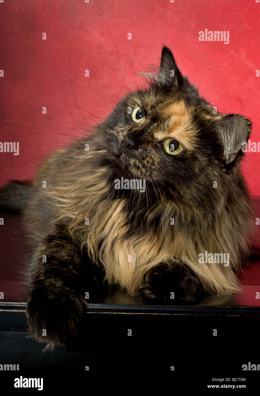 Long haired tortishell cat looking sideways Stock Photo - Alamy