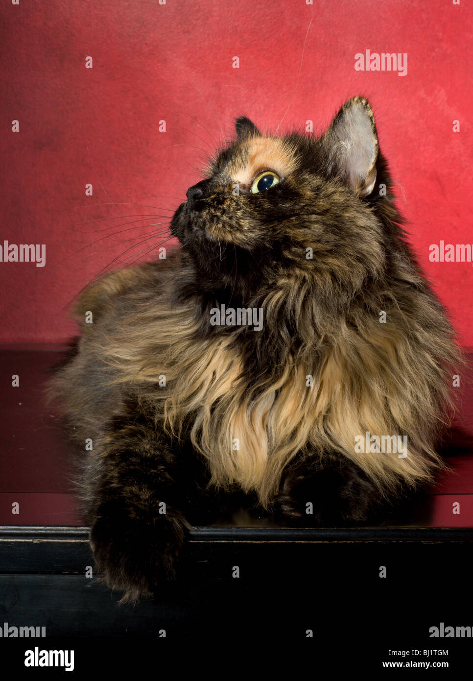 Long haired tortishell cat looking sideways Stock Photo - Alamy