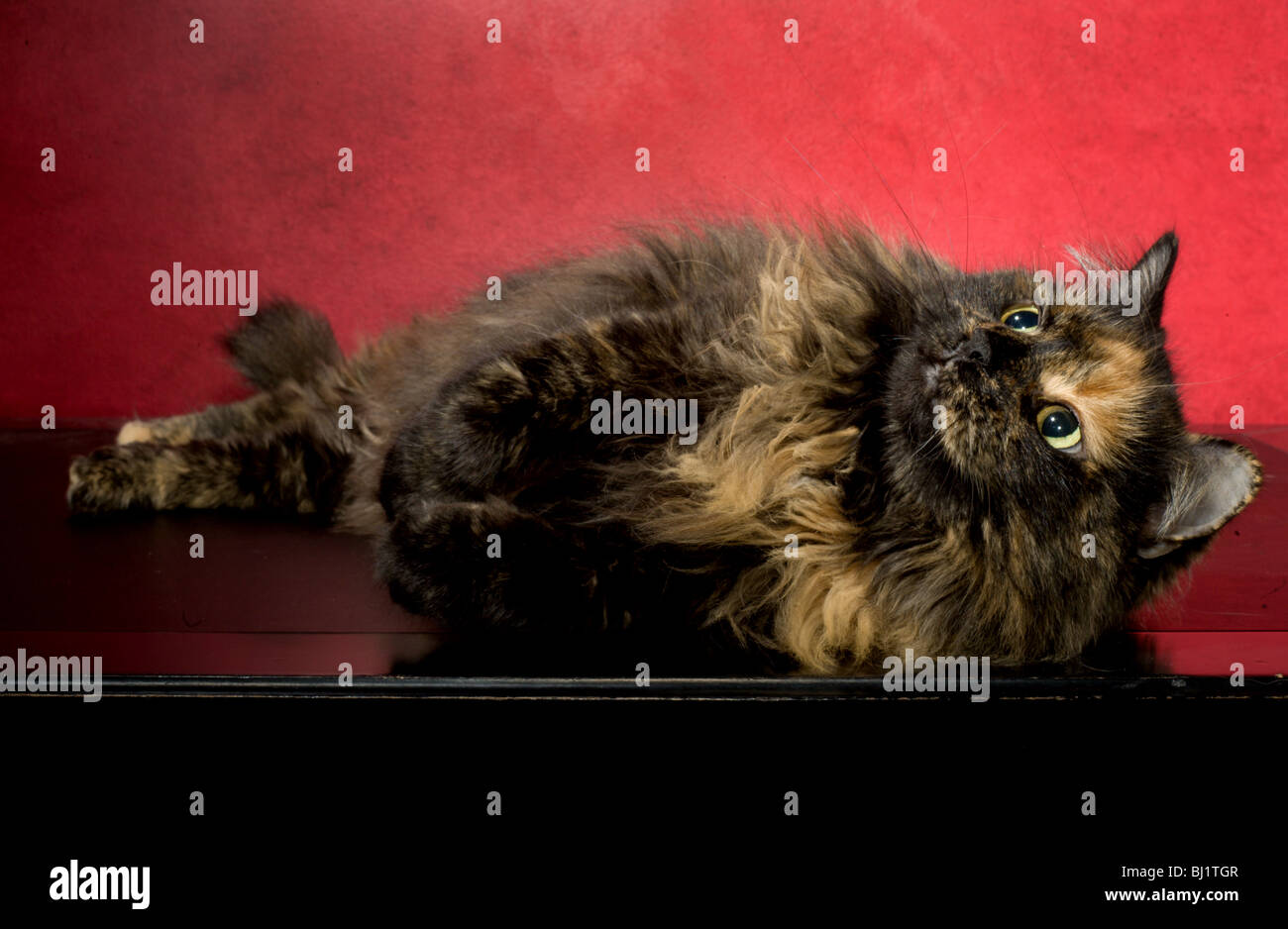 Long haired tortishell cat lying sideways Stock Photo - Alamy