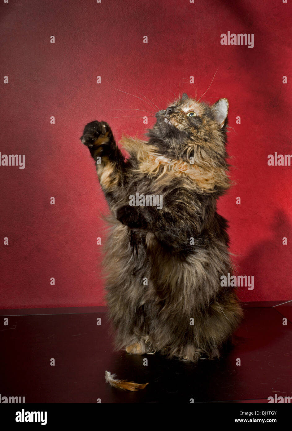 Long haired tortishell cat sitting up on her hind legs Stock Photo - Alamy