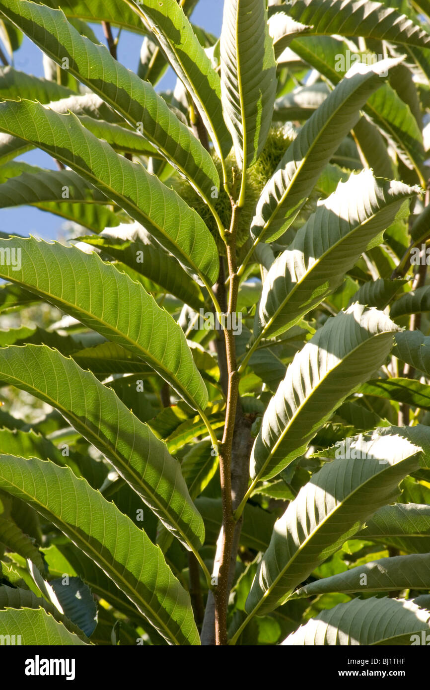 Castanea sativa (Sweet chestnut), tree Stock Photo - Alamy