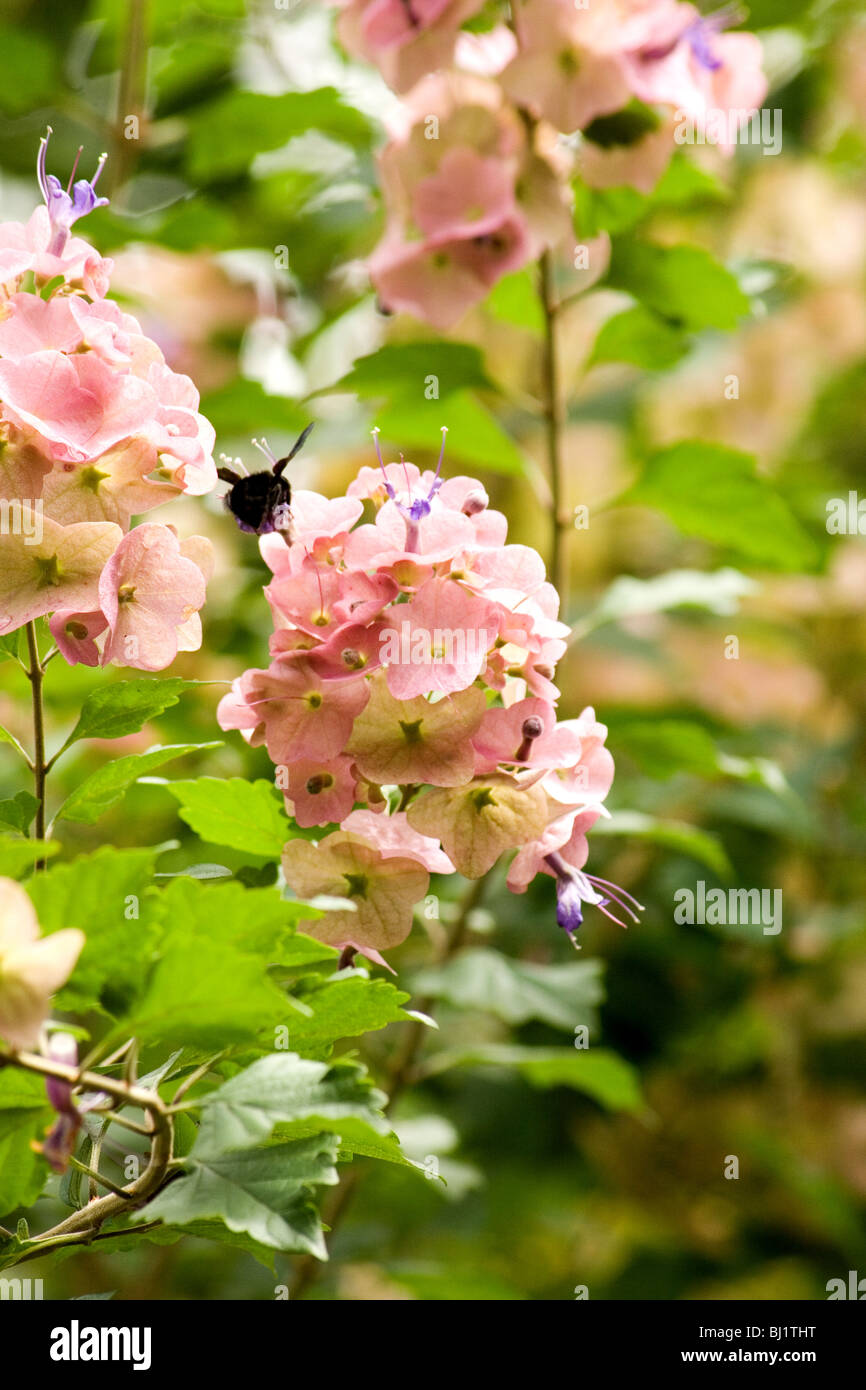 Chinese parasol tree hi-res stock photography and images - Alamy