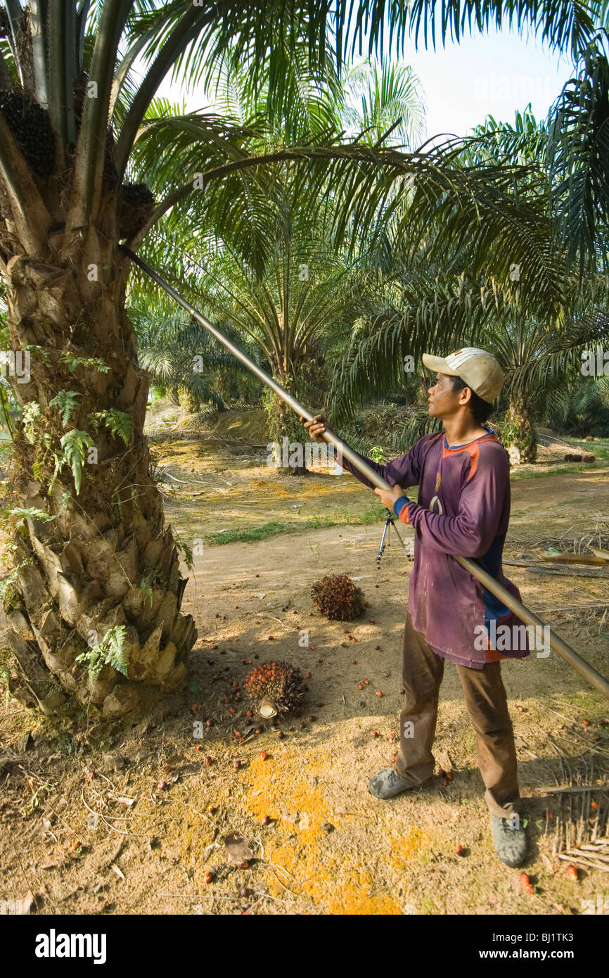 Harvesting oil palm hi-res stock photography and images - Alamy