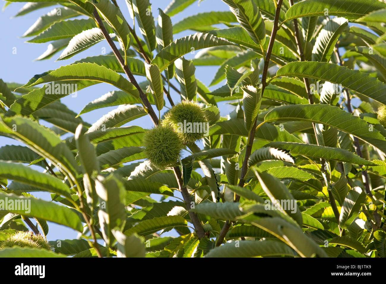 Castanea sativa (Sweet chestnut) tree with fruit Stock Photo - Alamy