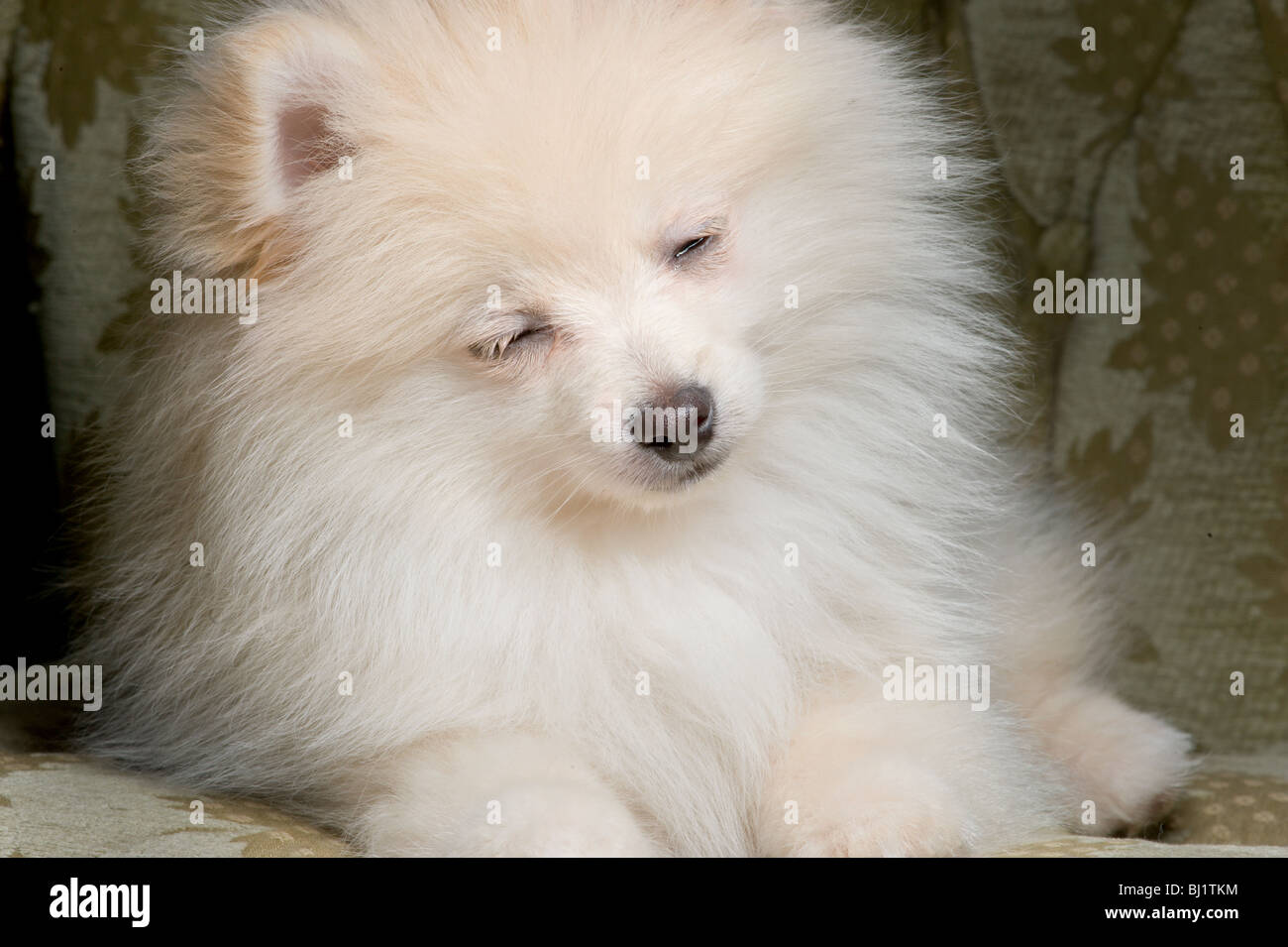 Sleepy cream colored pomeranian puppy on an ornate green chair Stock ...
