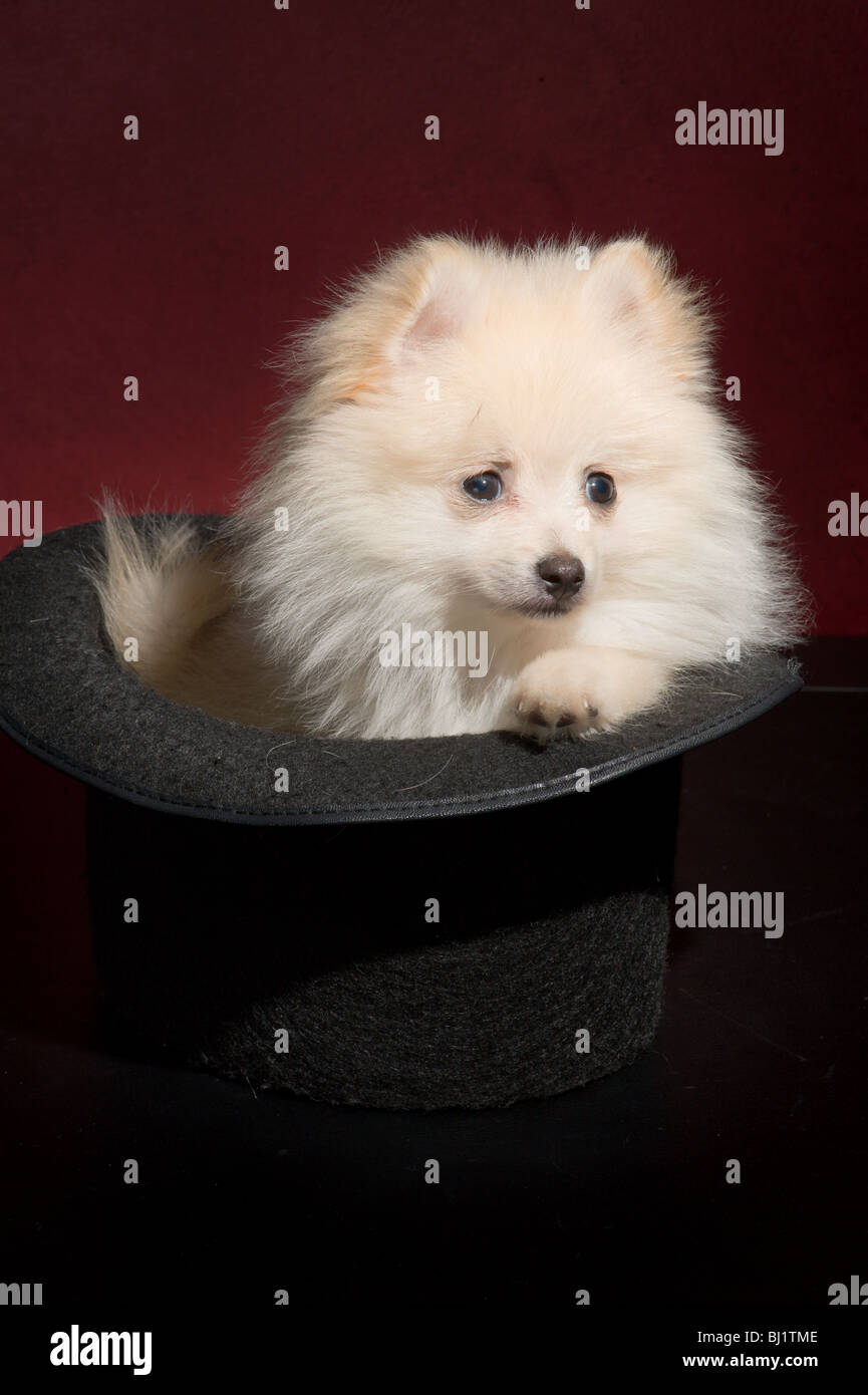Dyed Pomeranian Tail