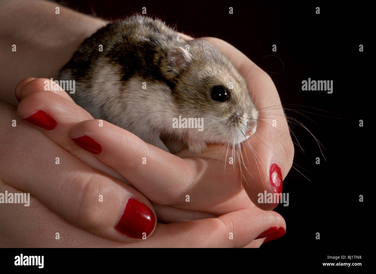 White dwarf hamster hi-res stock photography and images - Alamy