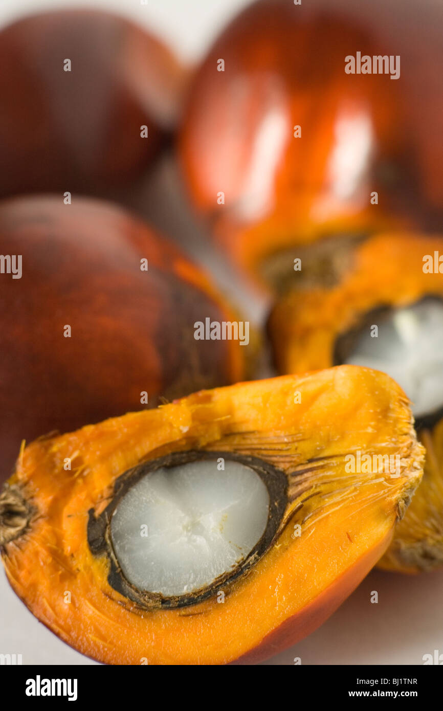 Oil palm nuts split open showing the white kernel Stock Photo - Alamy