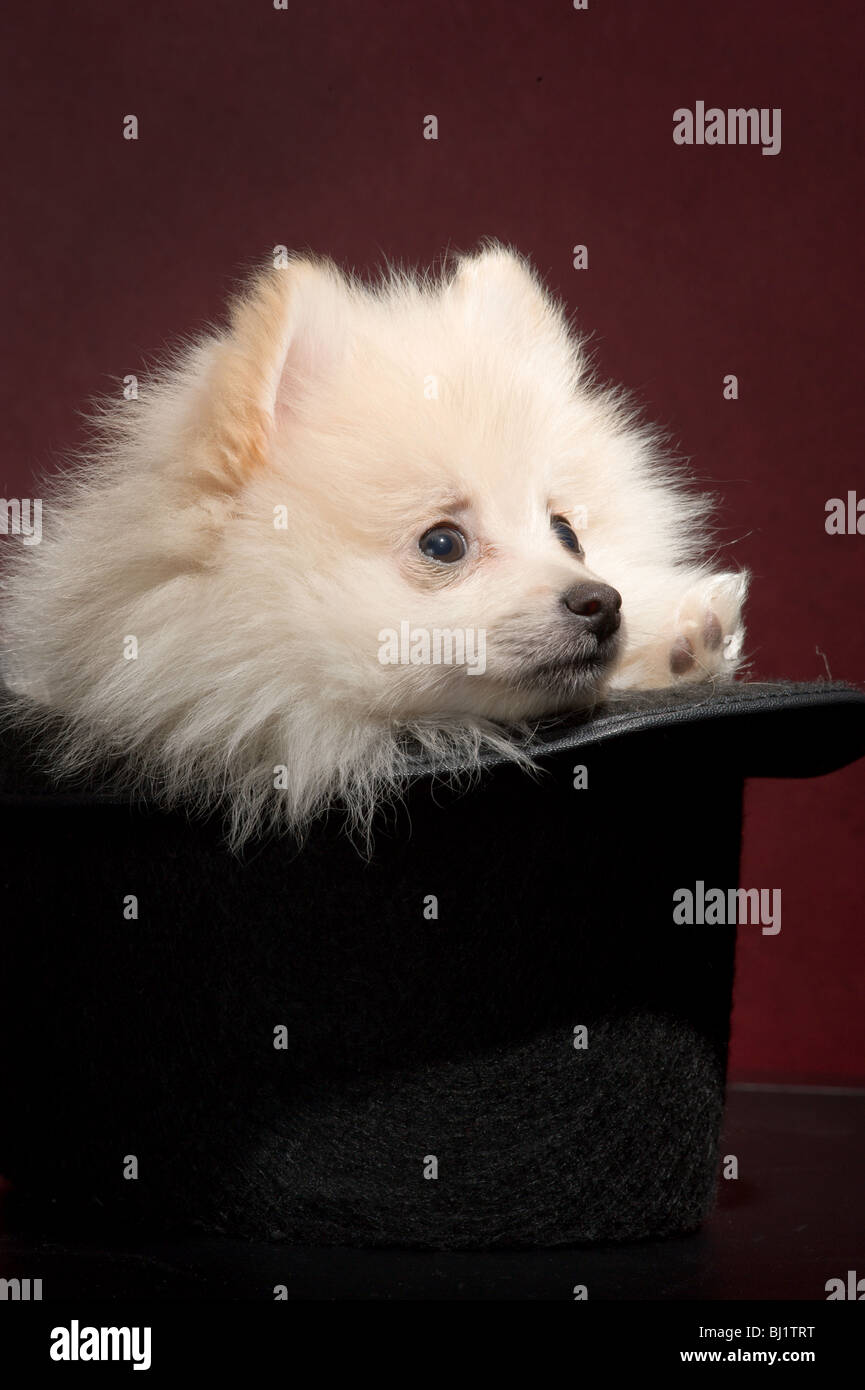 Cream colored pomeranian puppy in a top hat Stock Photo - Alamy