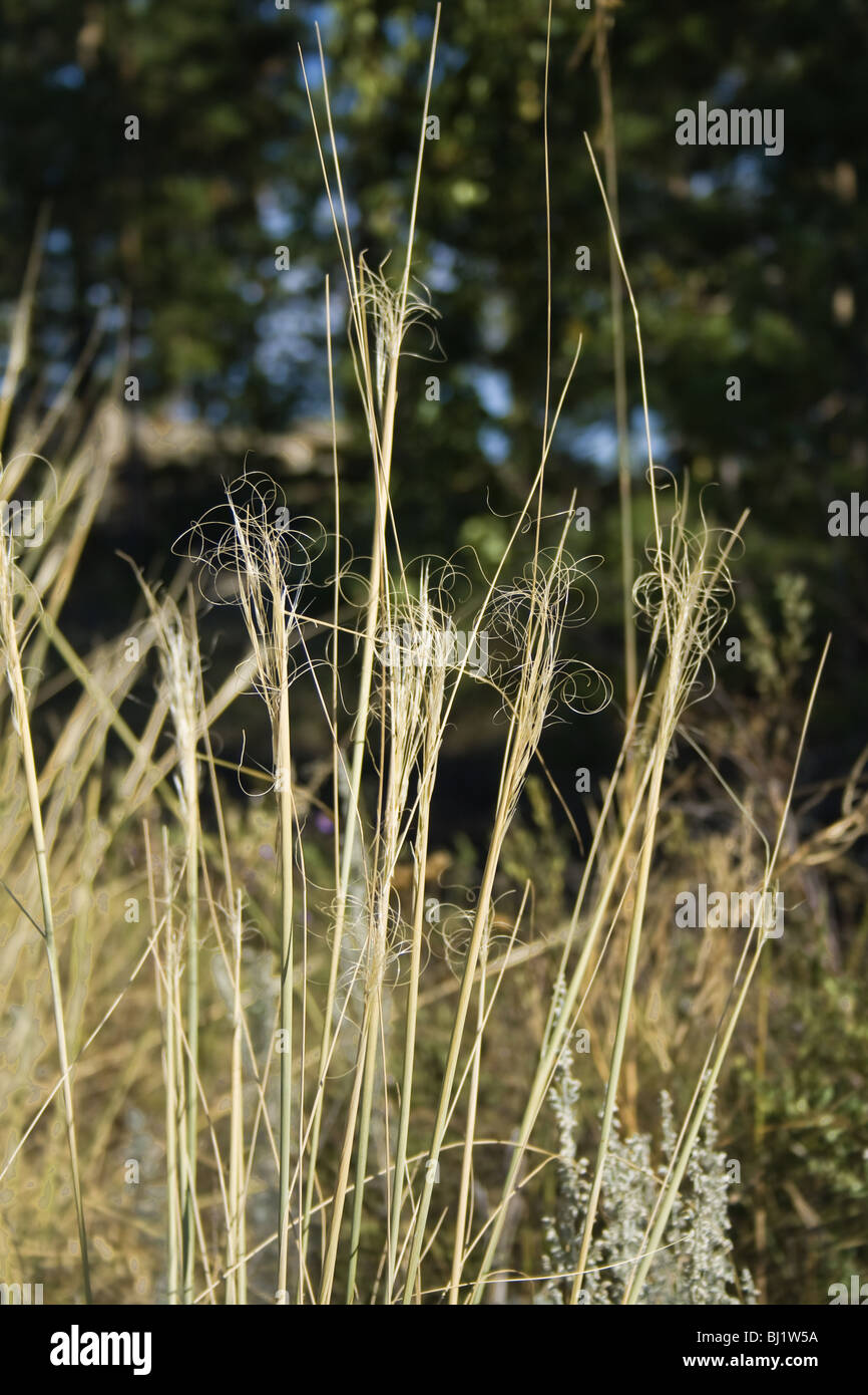 The sapless stems of grass with tendril on dark blurred background ...
