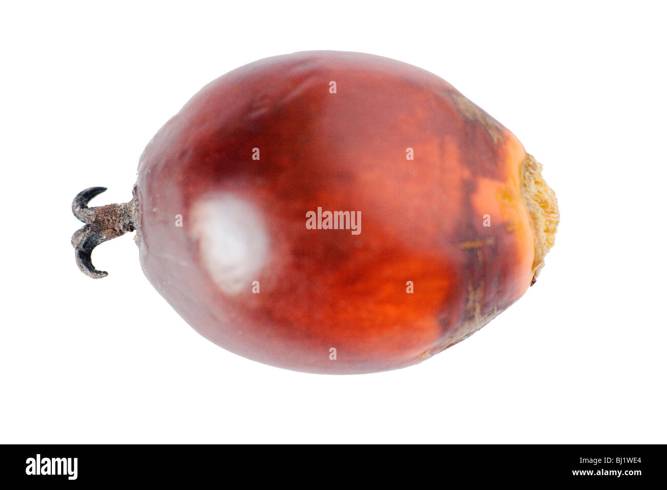 Palm nuts hi-res stock photography and images - Alamy