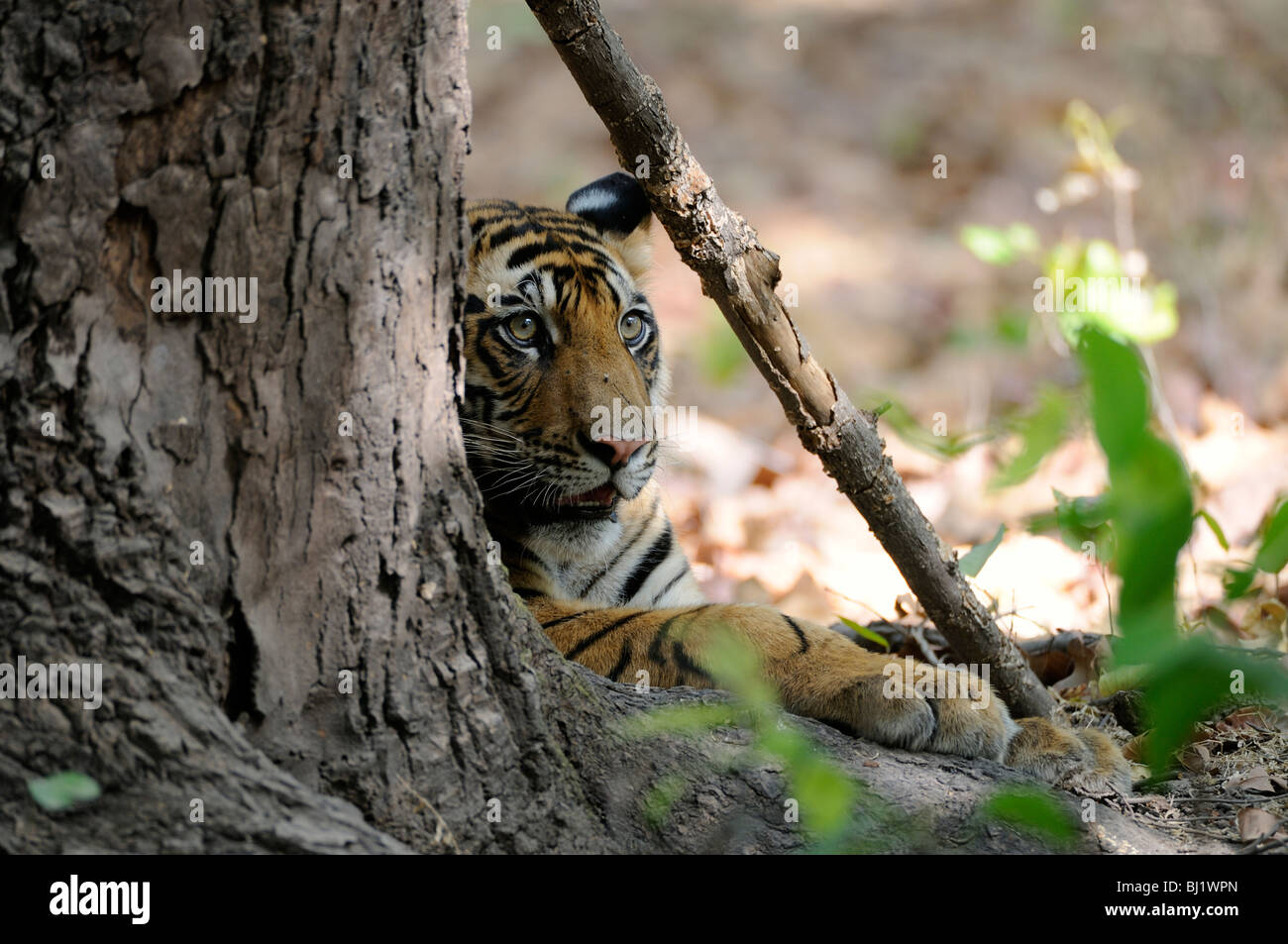 Bengal Tiger Cub curiously looks from behind a tree, shot in ...