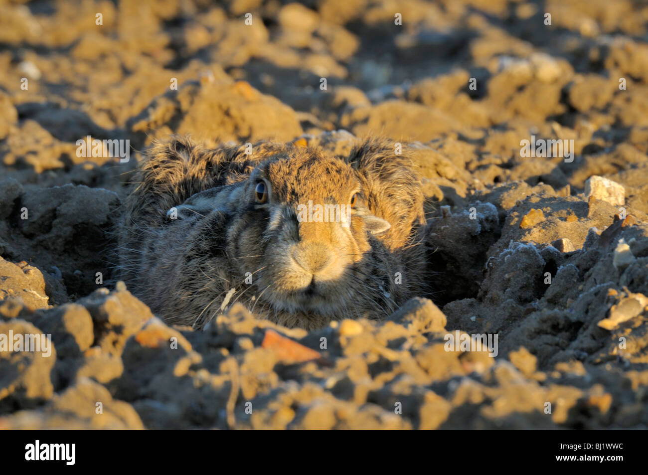 Hares form hi-res stock photography and images - Alamy