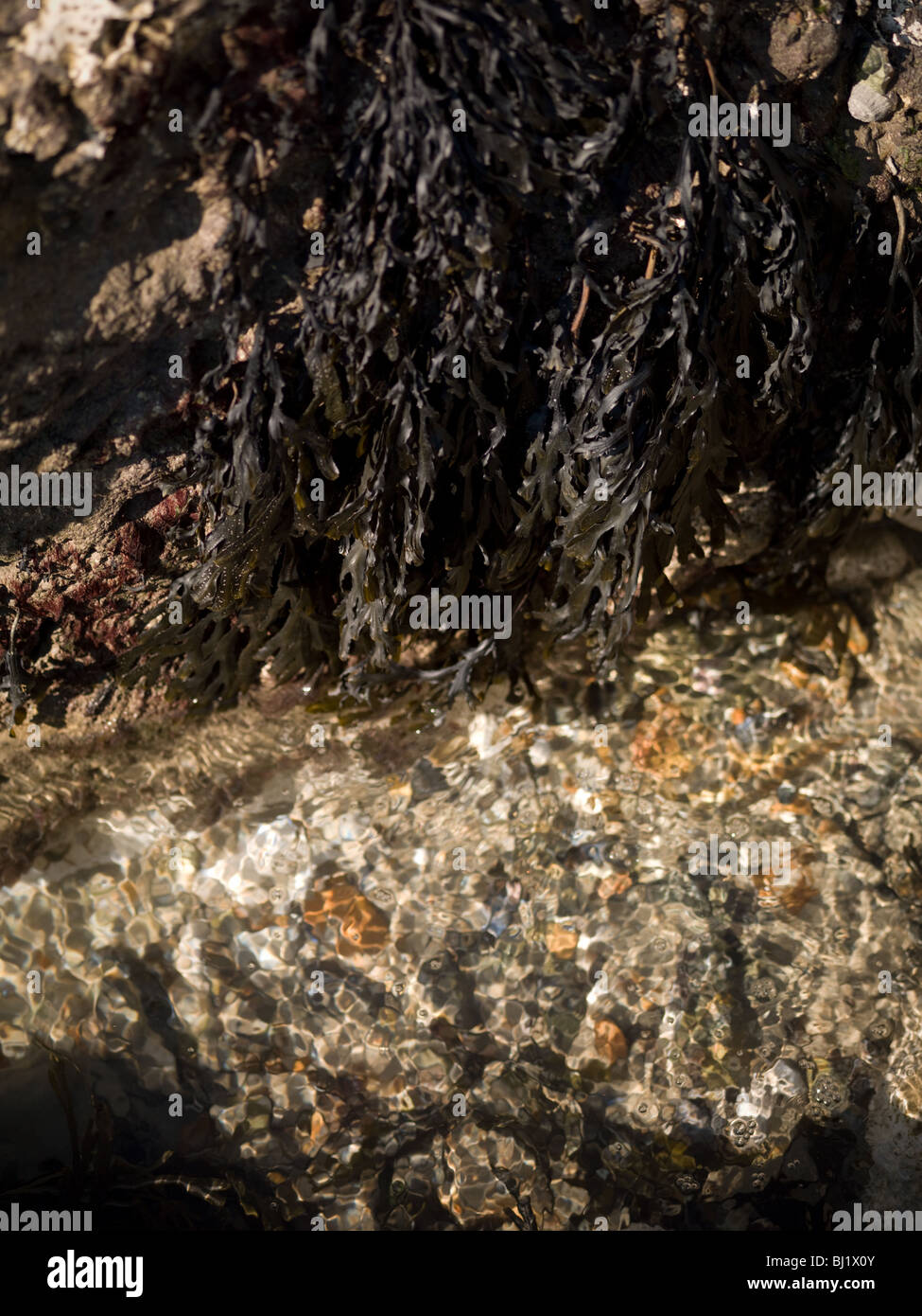 Seaweed in a rock pool Stock Photo - Alamy