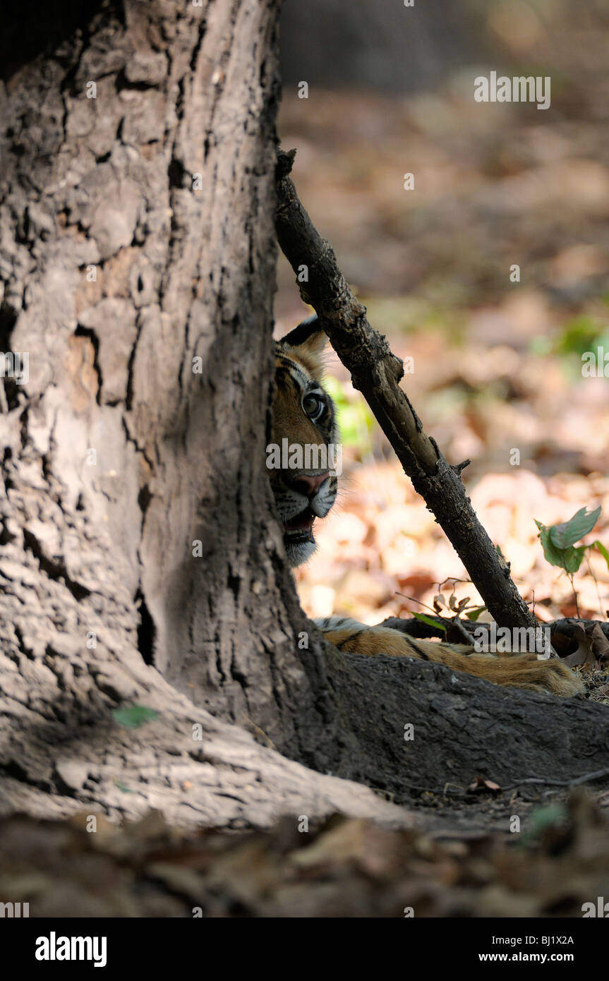 Tiger behind a tree hi-res stock photography and images - Alamy