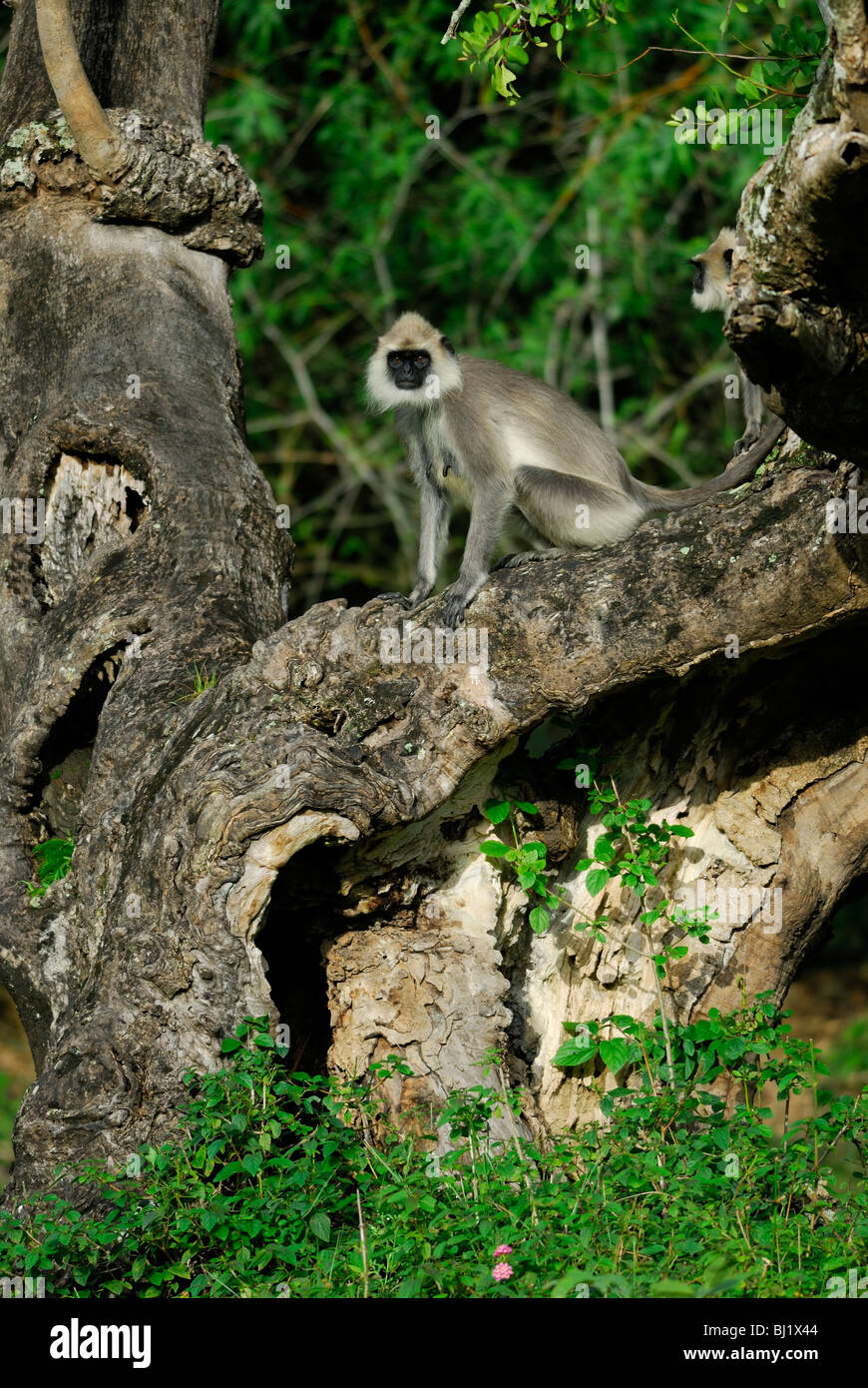 Hanuman Langur Sitting on a Tree, shot in Bandipur National Park, India ...