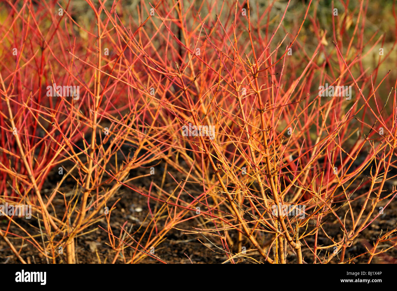 Cornus sanguinea midwinter fire hi-res stock photography and images - Alamy