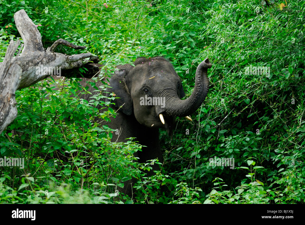 Elephant trumpeting wild hi-res stock photography and images - Alamy