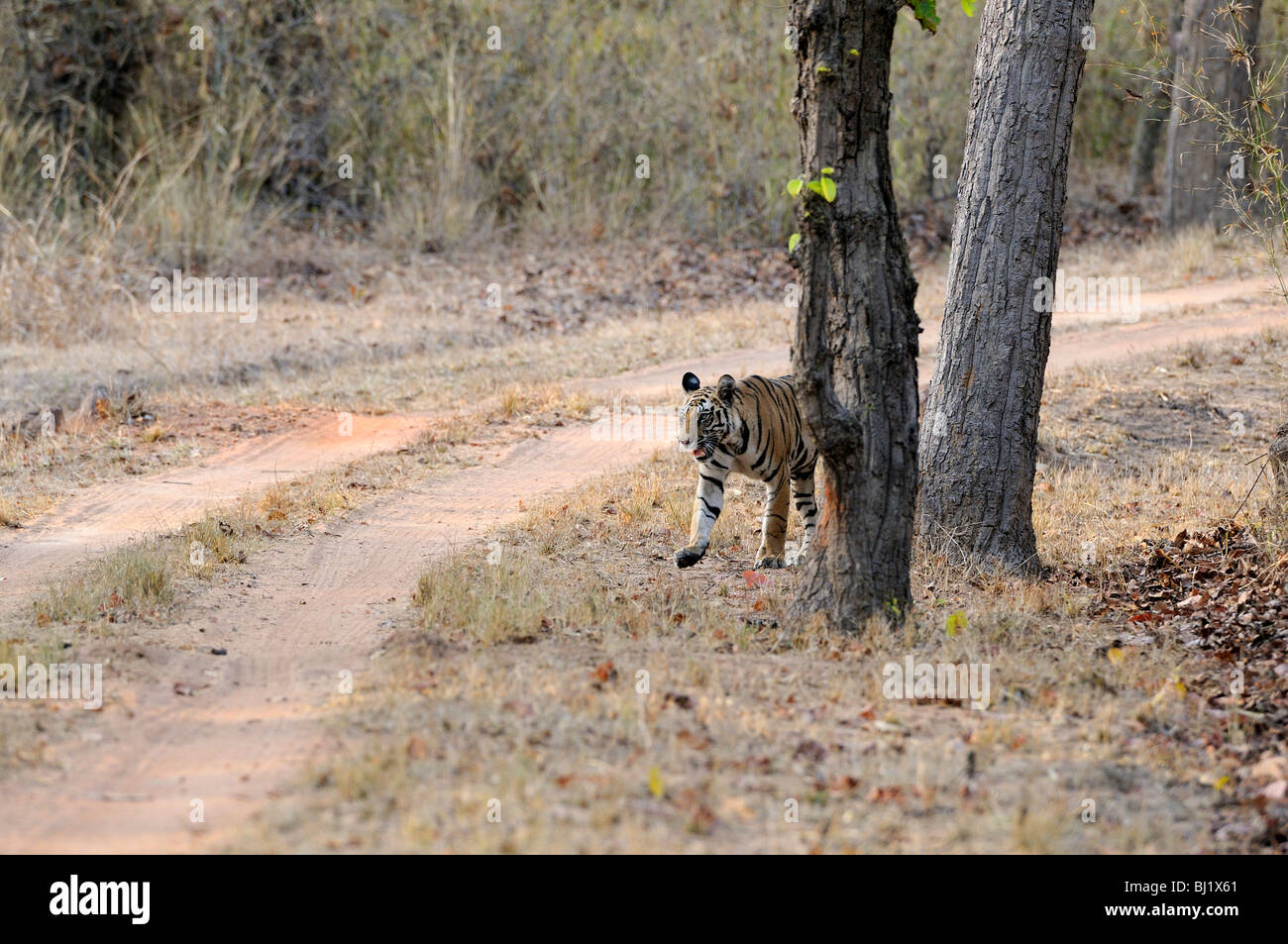 Tiger with cub forest hi-res stock photography and images - Alamy