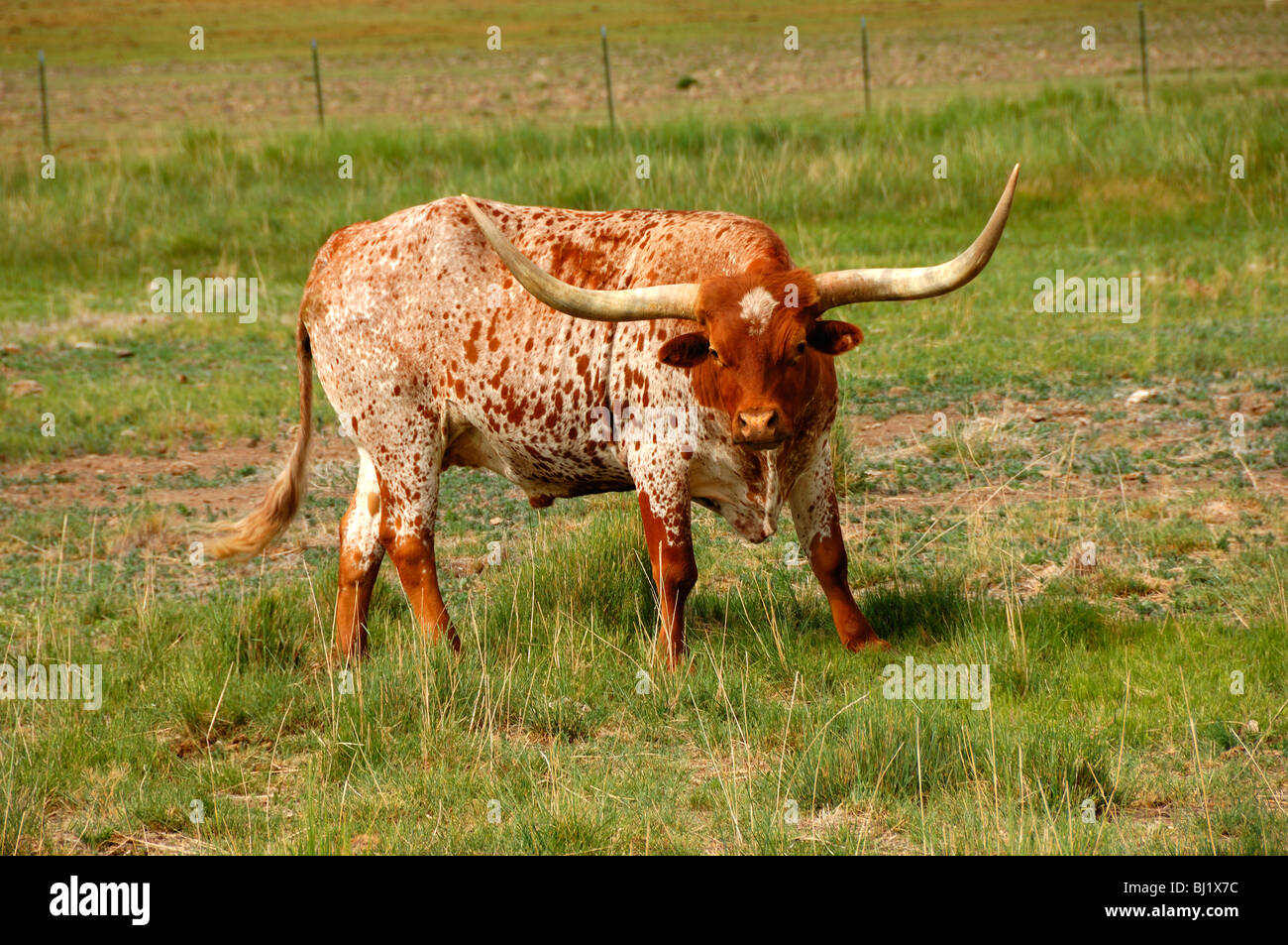 Longhorn hi-res stock photography and images - Alamy