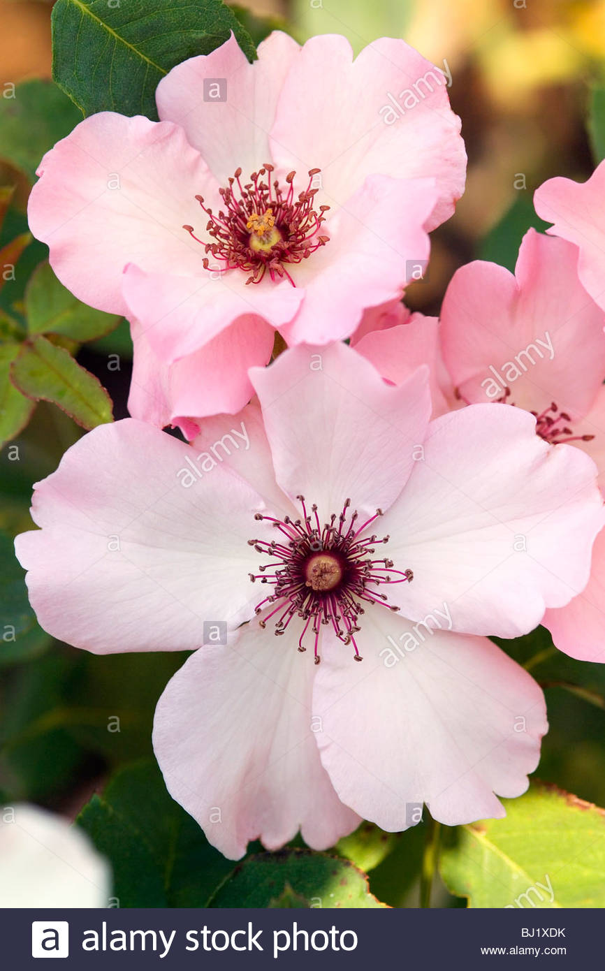 Bess Stock Photos & Bess Stock Images - Alamy