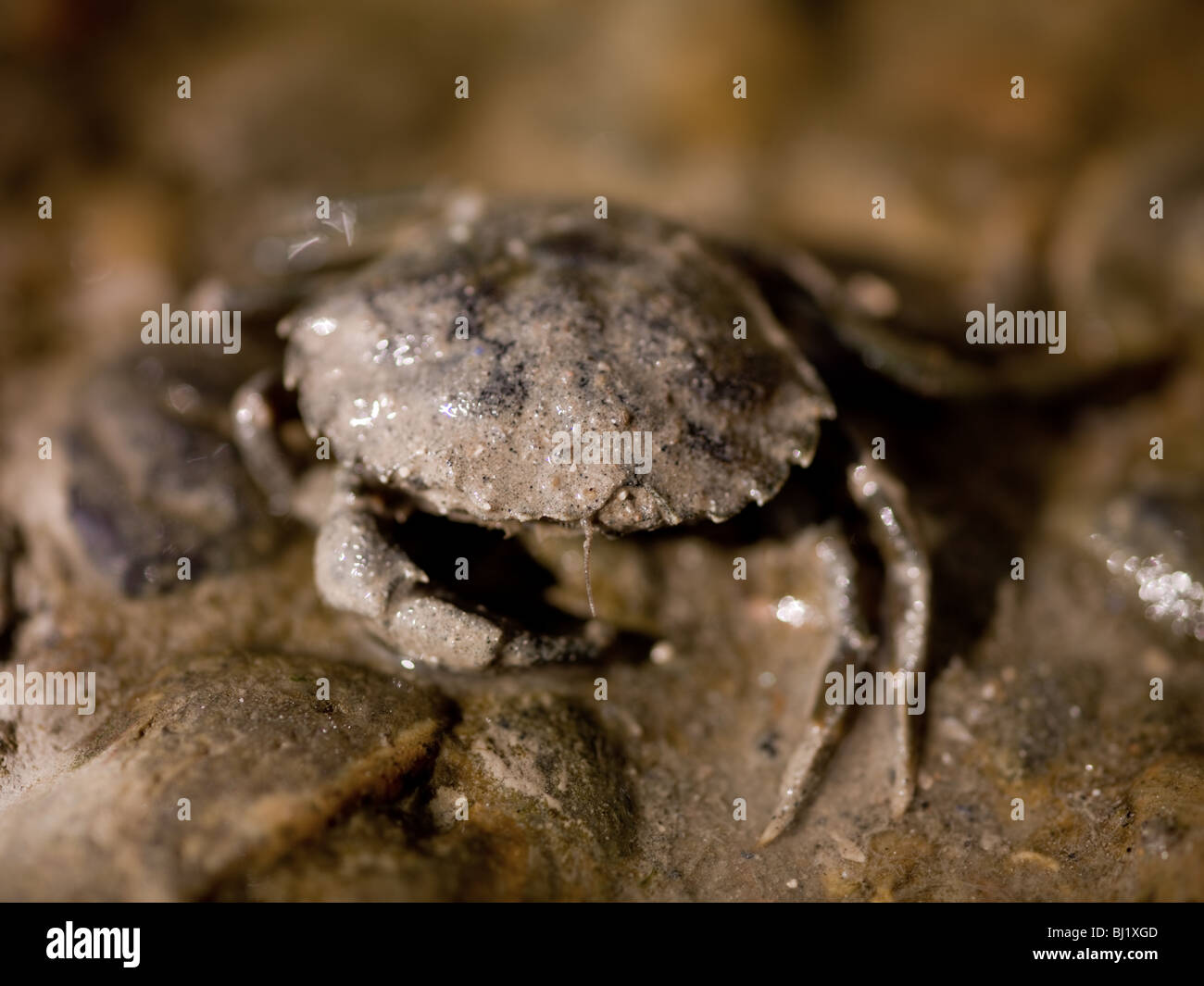 Decapod crustaceans hi-res stock photography and images - Alamy