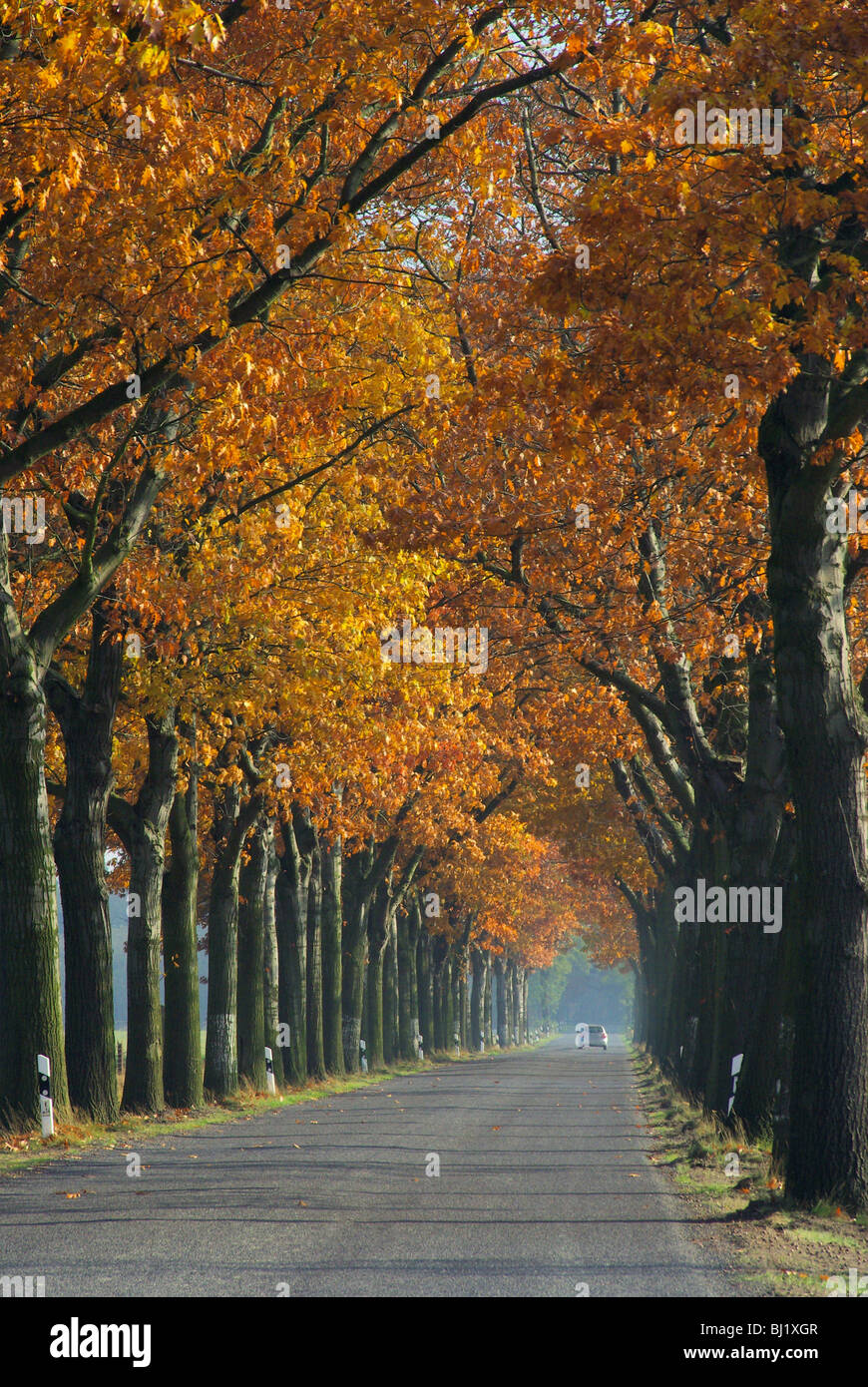 Avenue in summer car hi-res stock photography and images - Alamy