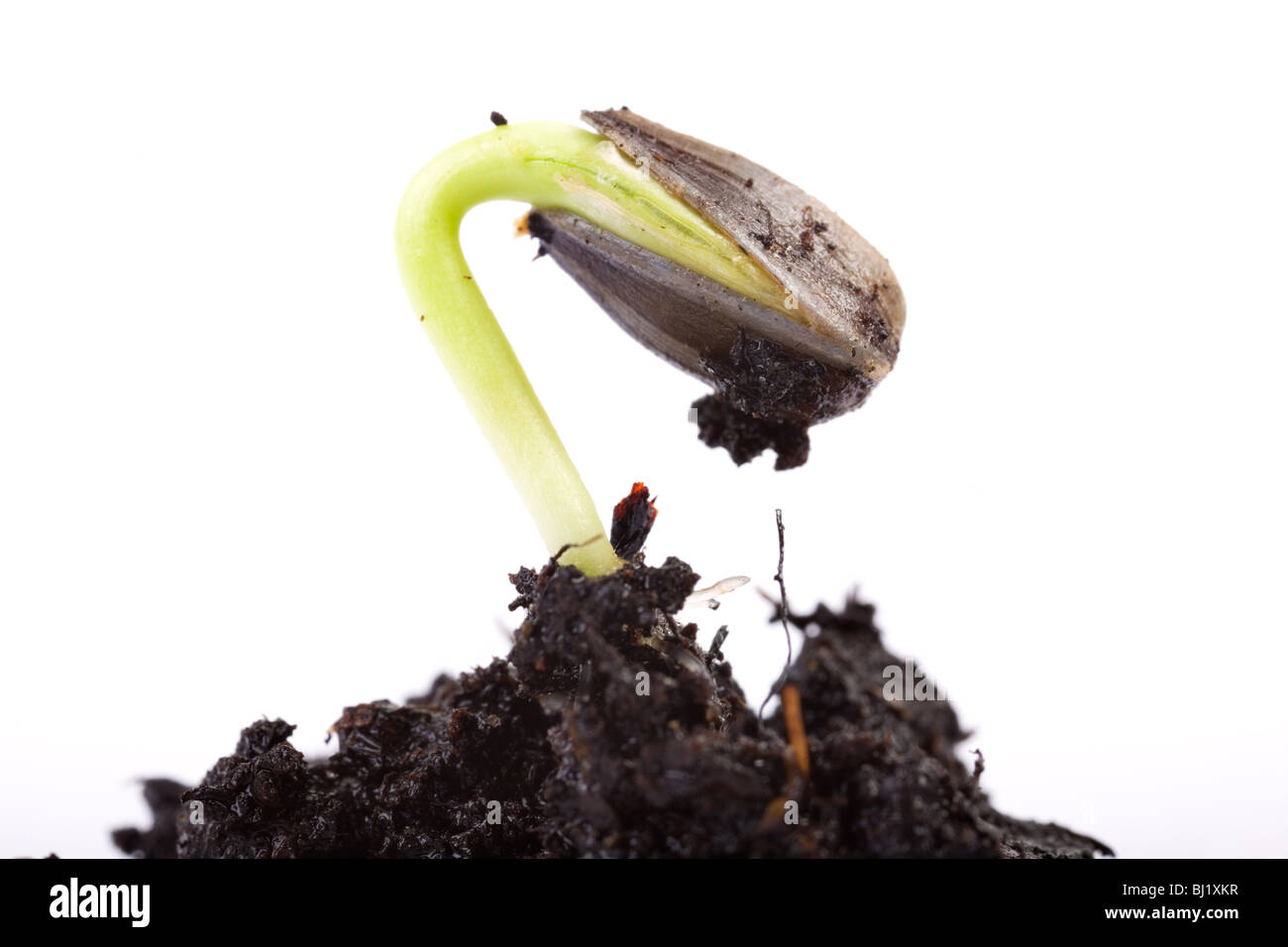 Feeding plant seedling hi-res stock photography and images - Alamy