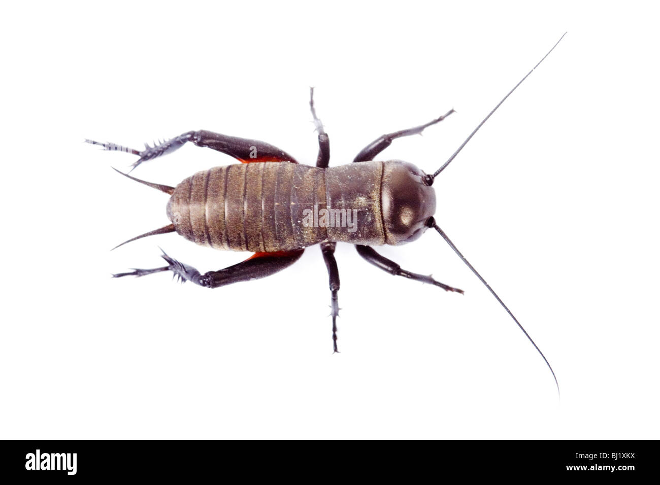 field cricket (manikin Stock Photo - Alamy