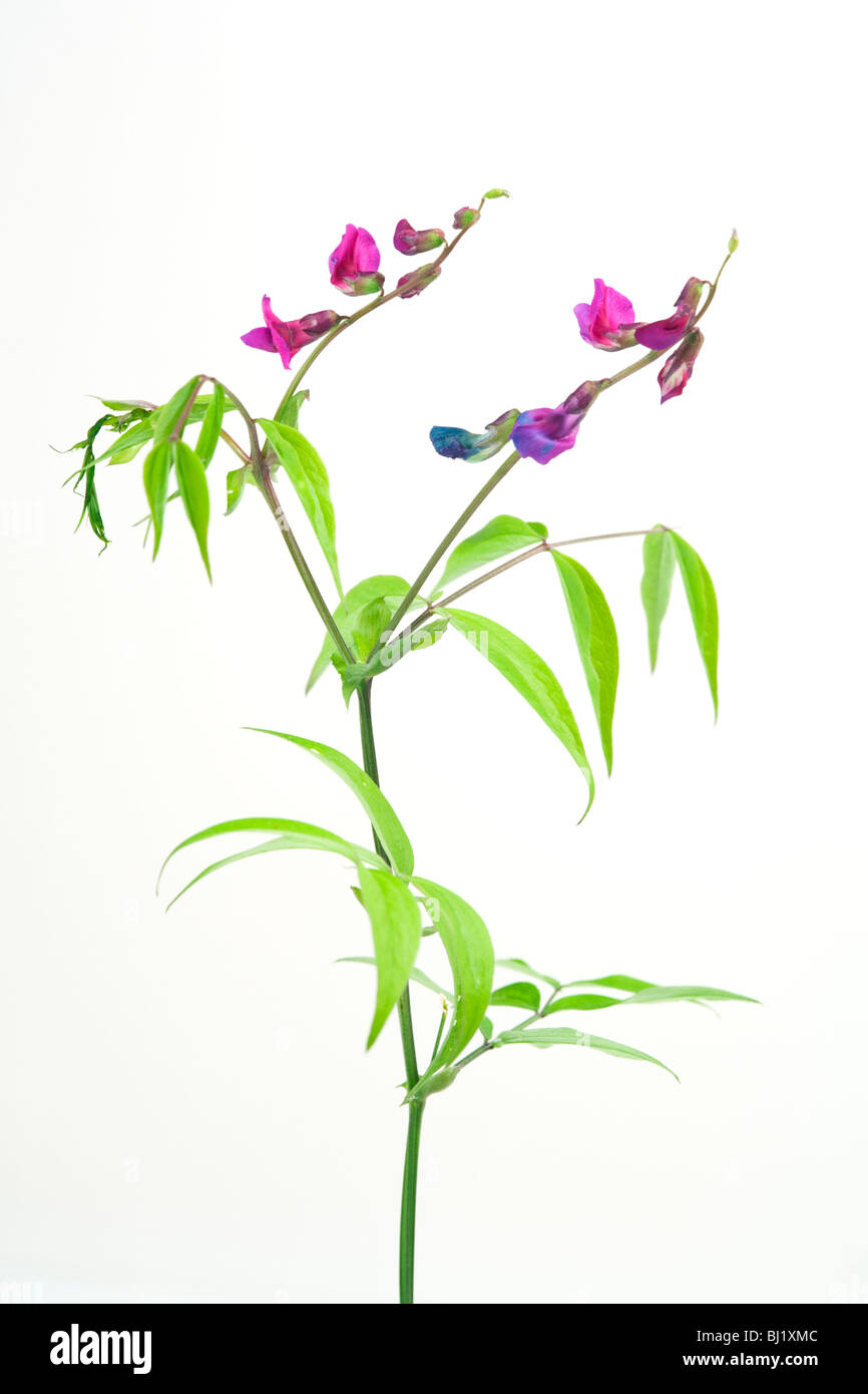 Lathyrus vernus Flower (Lathyrus vernus Stock Photo - Alamy